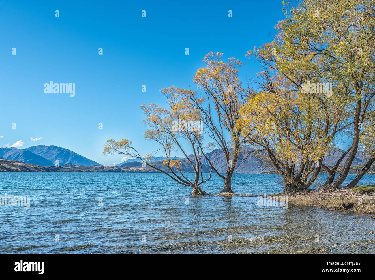 Plant of new zealand hi-res stock photography and images - Alamy