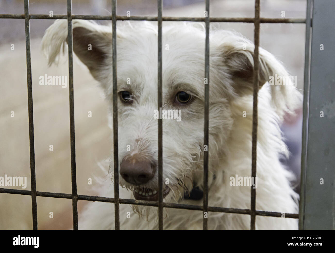Caged and abandoned dogs, detail of street animals, animal abuse Stock ...