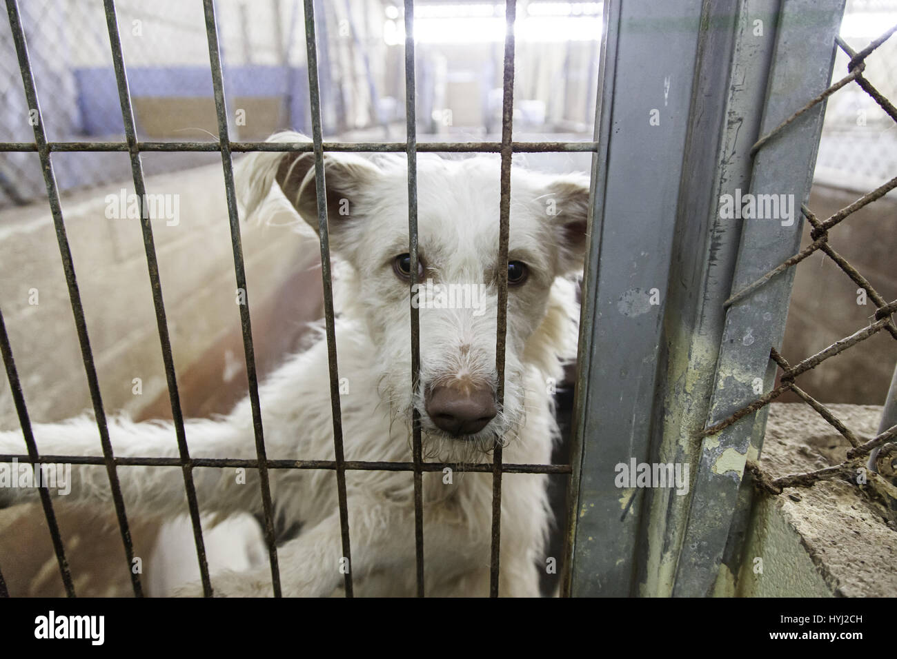 Hound dog locked abuse animal hi-res stock photography and images - Alamy