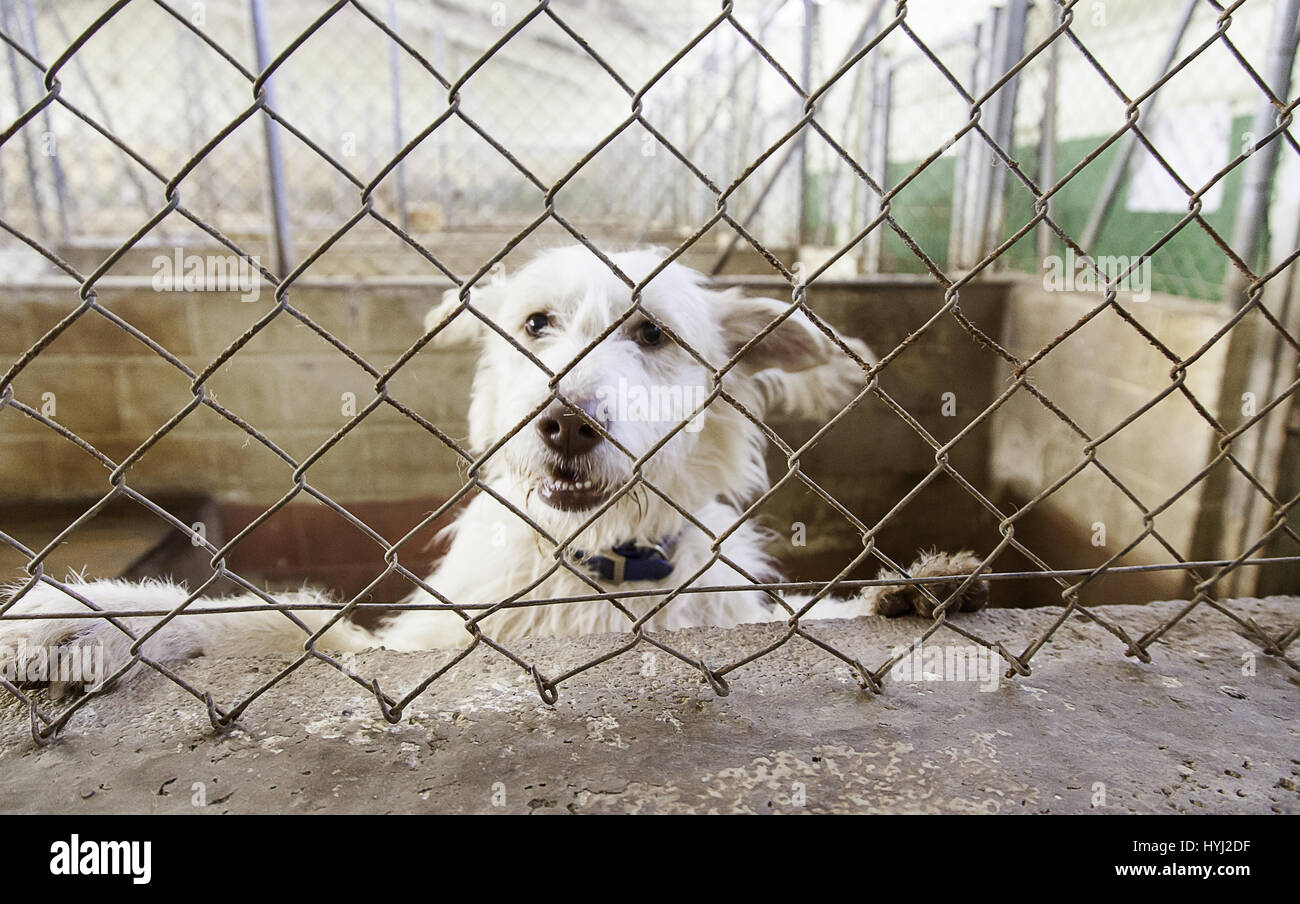 Caged and abandoned dogs, detail of street animals, animal abuse Stock ...