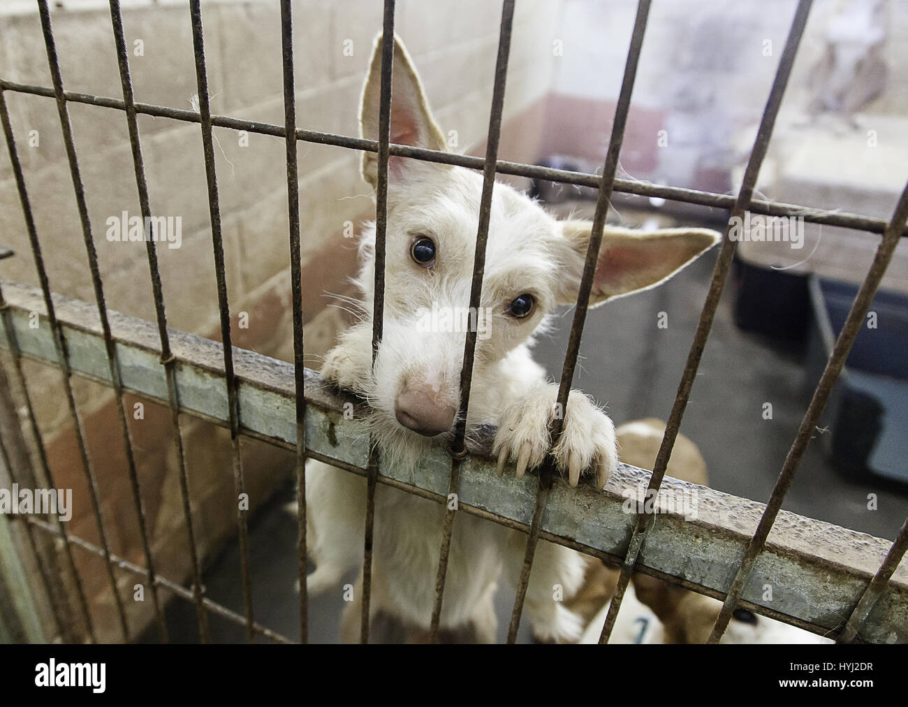 Caged and abandoned dogs, detail of street animals, animal abuse Stock ...