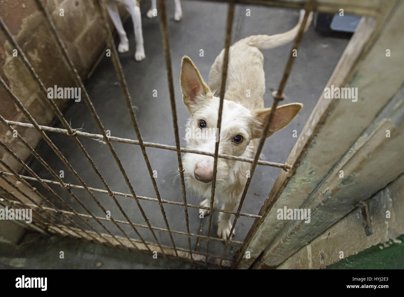 Hound dog locked abuse animal hi-res stock photography and images - Alamy