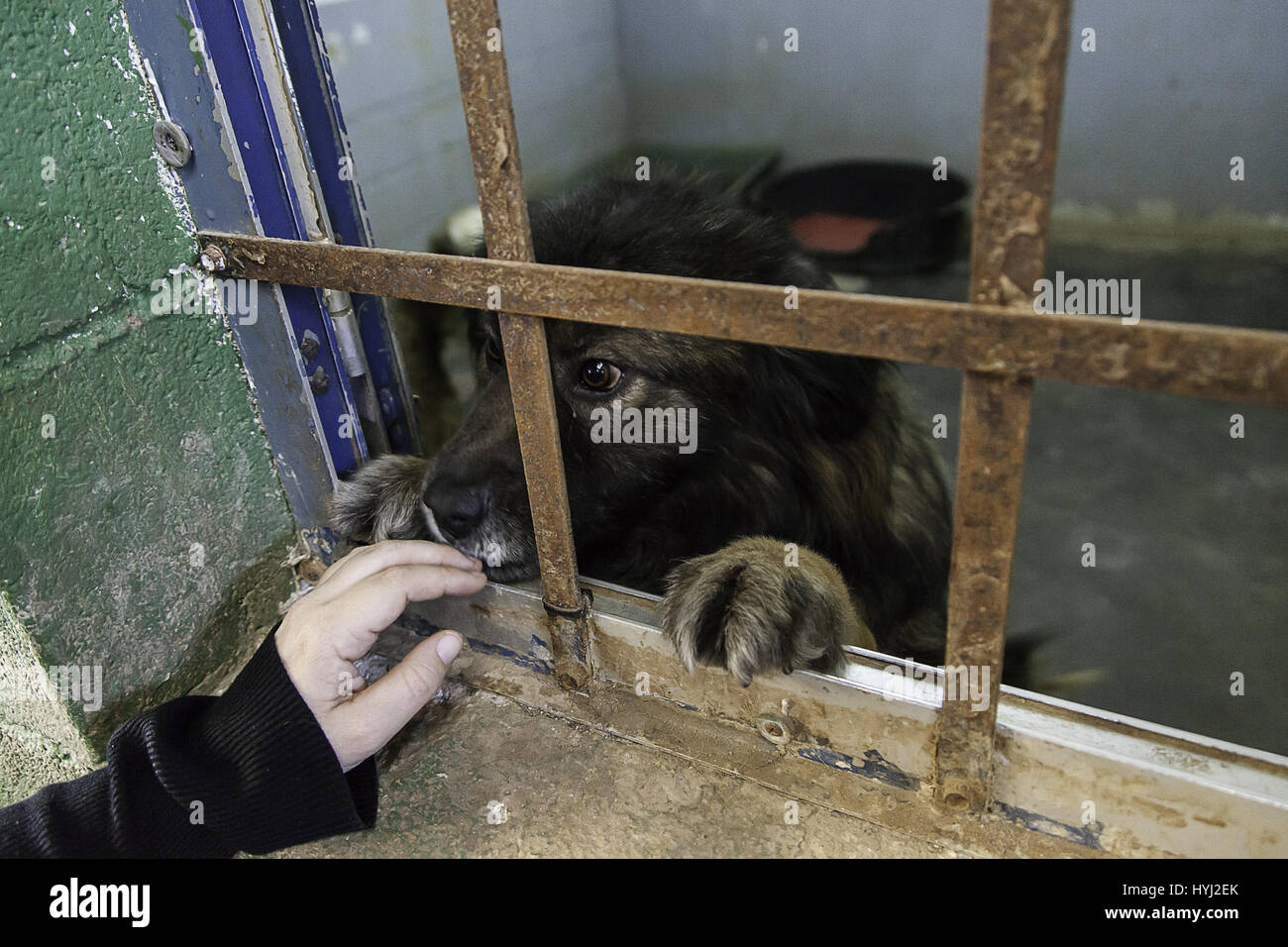 Hound dog locked abuse animal hi-res stock photography and images - Alamy