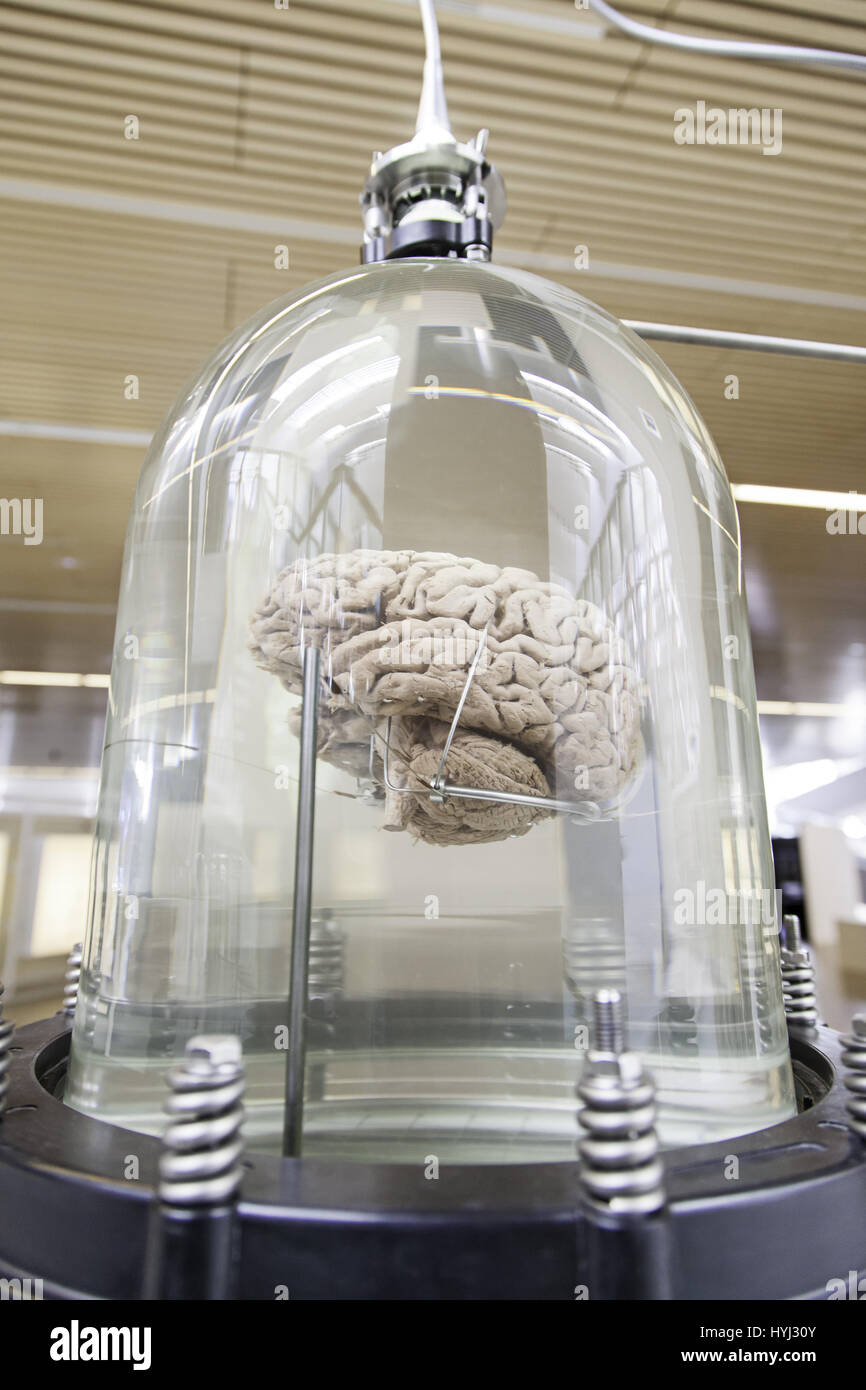 Human brain, detail of a human organ, intelligence and thought Stock ...