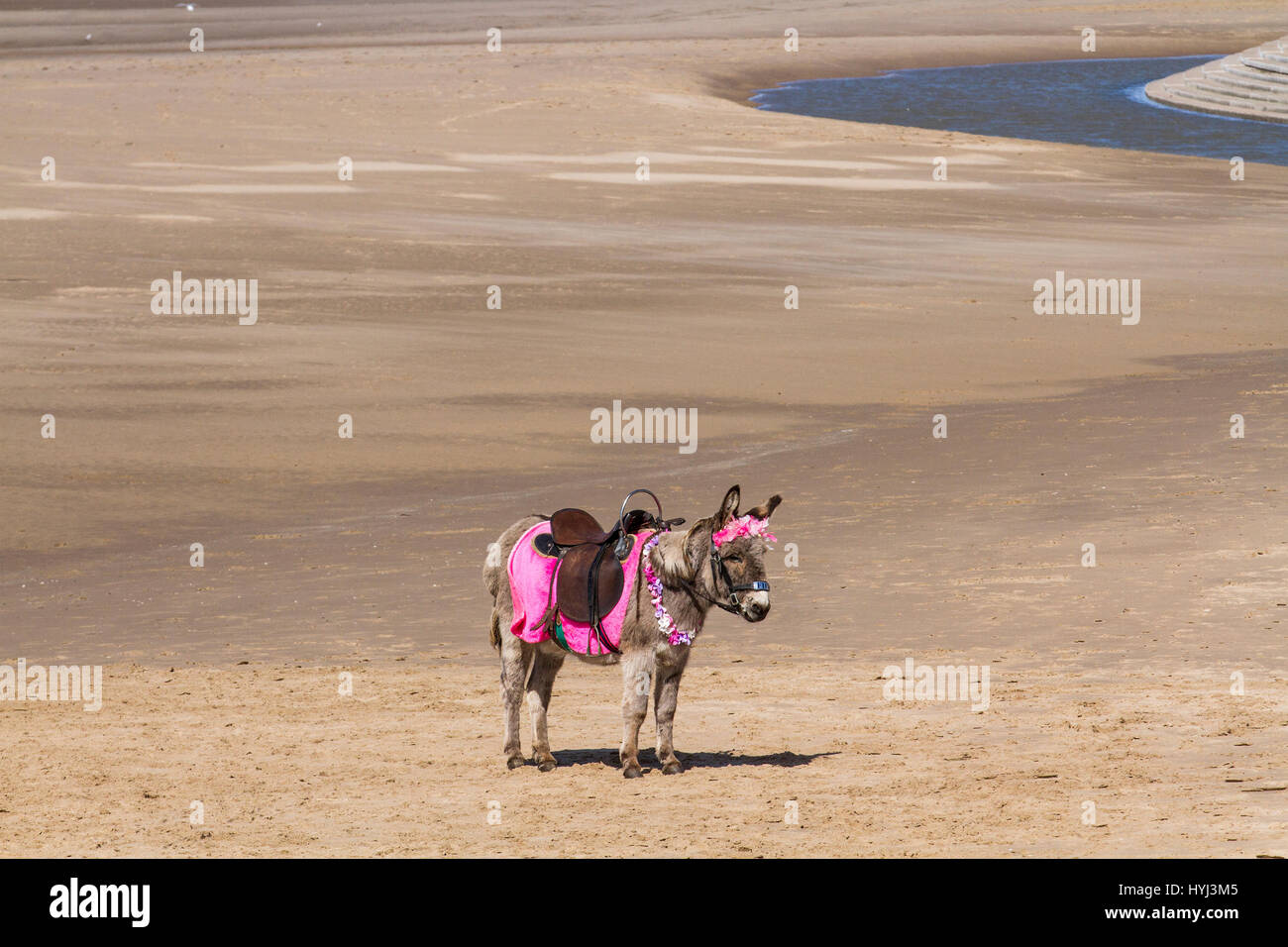 All alone, single donkey on sandy beach at Blackpool, Lancashire, UK ...