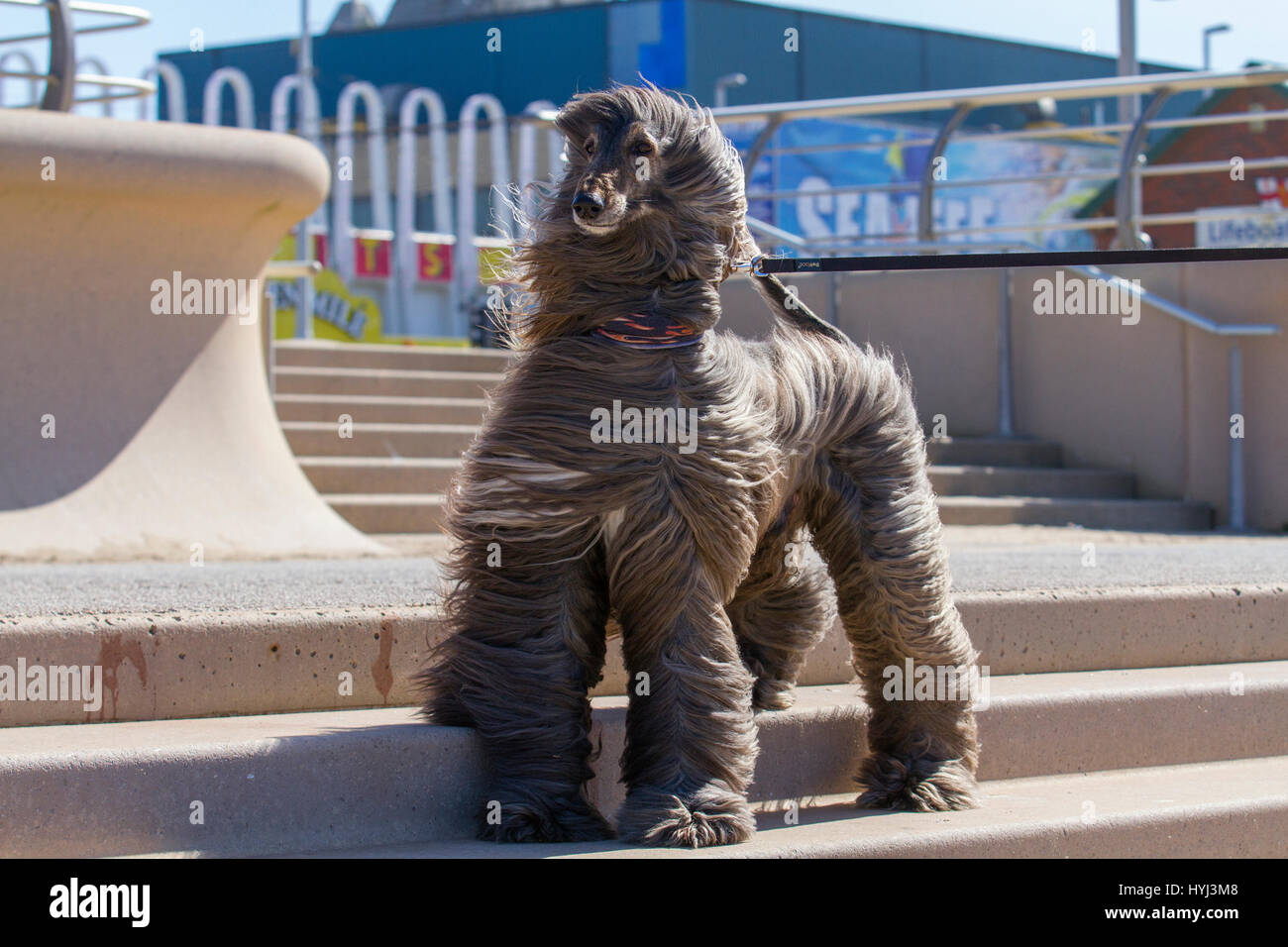 Tazi dog hi-res stock photography and images - Alamy