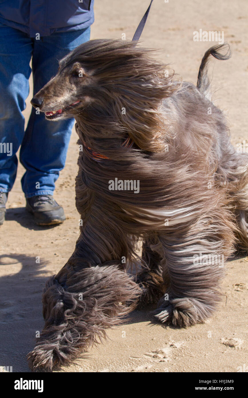 Tazi dog hi-res stock photography and images - Alamy