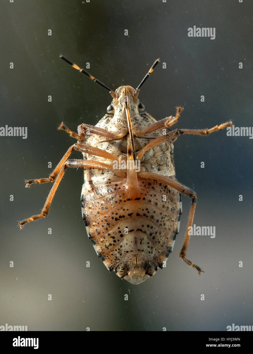 Berlin, Germany. 28th Mar, 2017. The underside of a female red ...