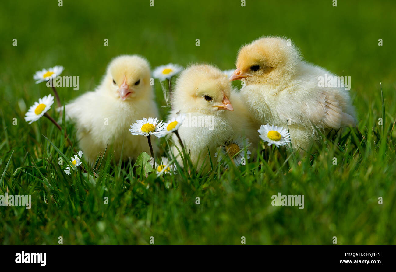 Bolton, UK. 4th Apr, 2017. Beautiful warm spring sunshine enticed these ...