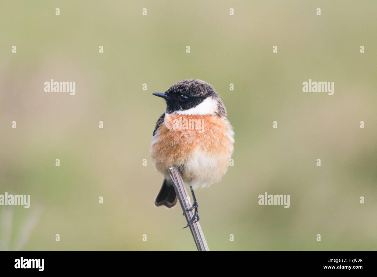 Birds seen in cornwall hi-res stock photography and images - Alamy
