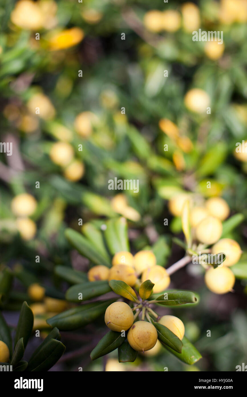 Sacred wild olive tree hi-res stock photography and images - Alamy