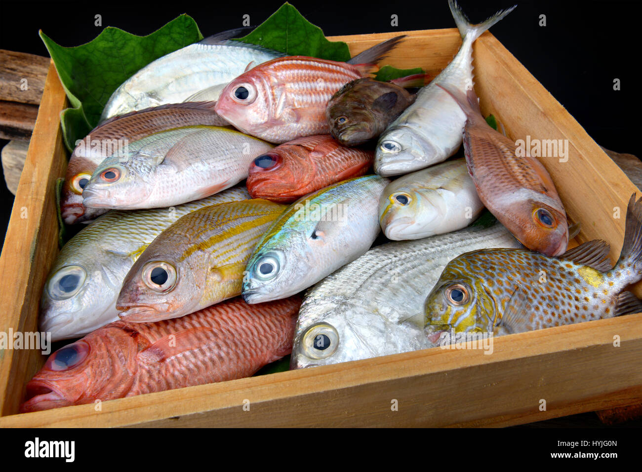 Big fish tuna fishes fishing hi-res stock photography and images - Alamy