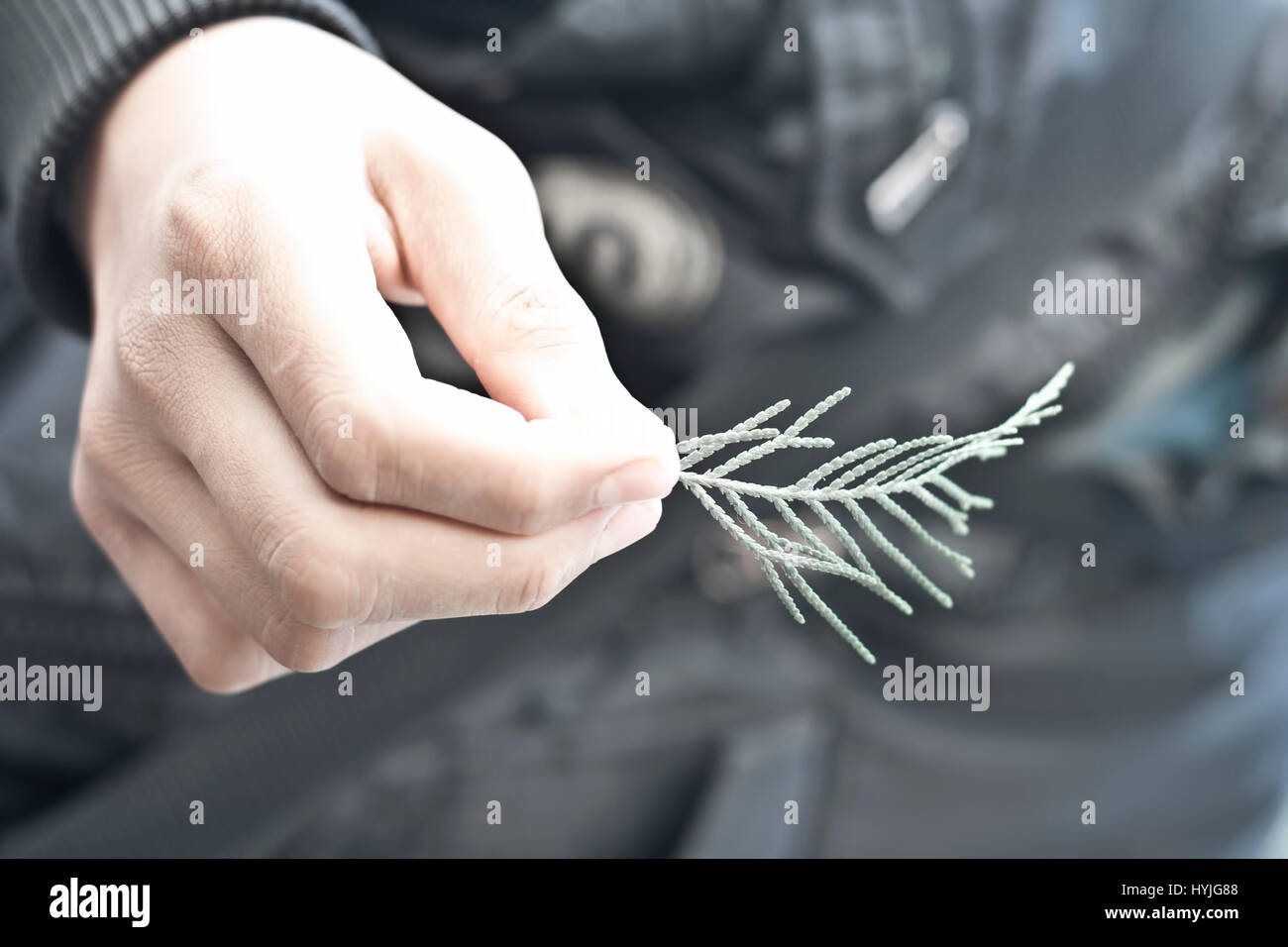 Human hand holding leaves Stock Photo - Alamy