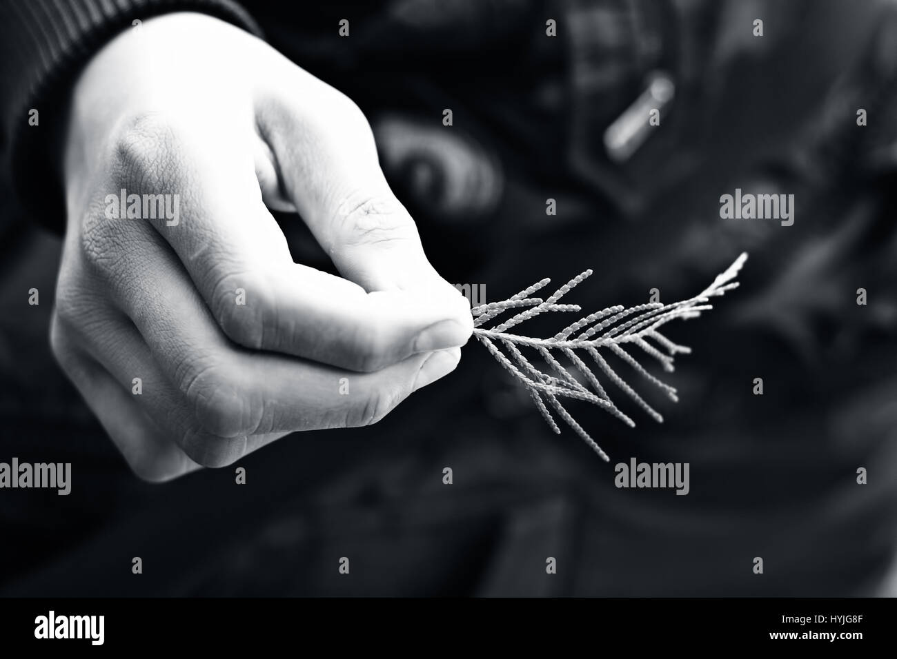 Human hand holding leaves Stock Photo - Alamy