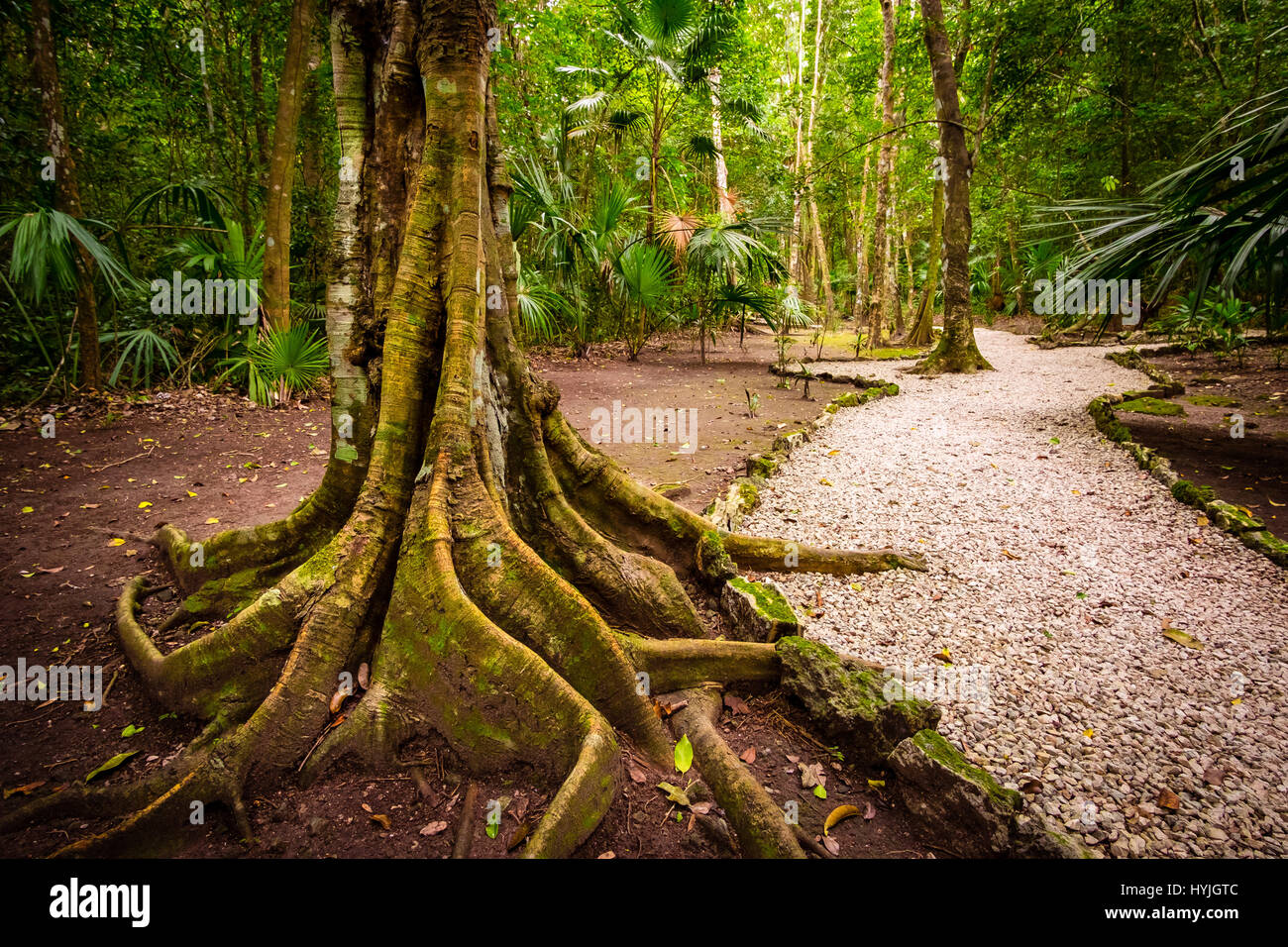 Landscape view beautiful old jungle tree roots and pathway Stock Photo ...