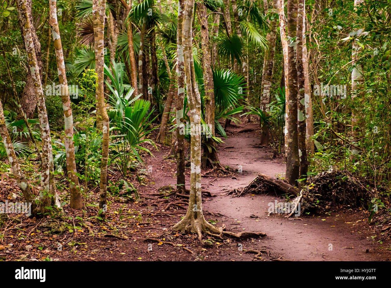 Dramatic beautiful landscape view of jungle trees and dirty pathway in ...