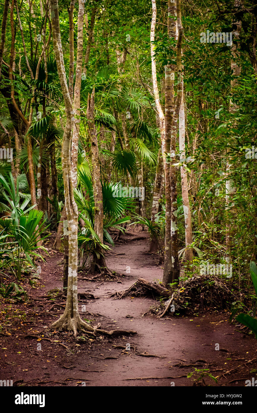 Dramatic beautiful landscape view of jungle trees and dirty pathway in ...