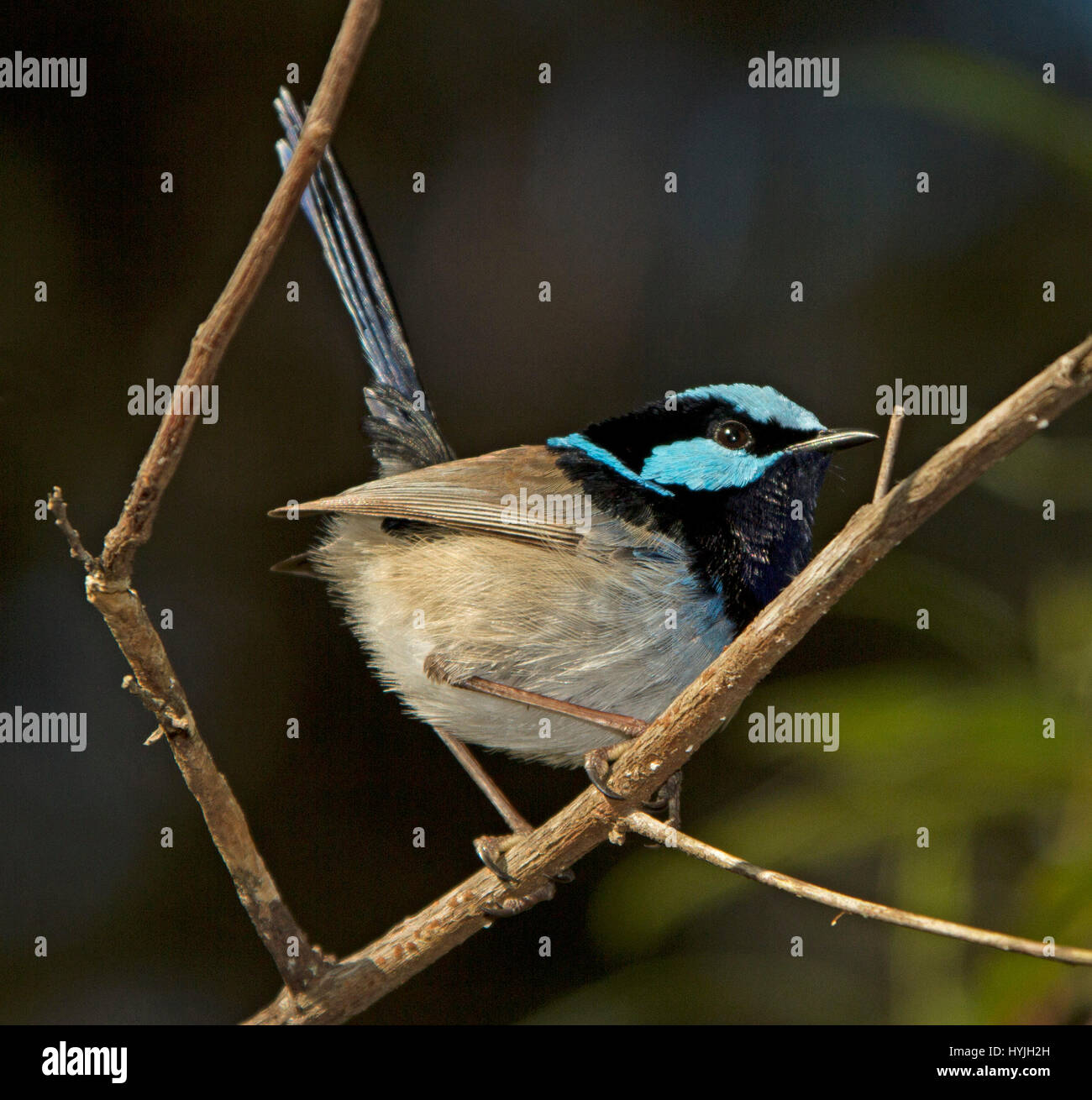 Stunning male superb fairy-wren Malurus cyaneus with blue, black, and ...