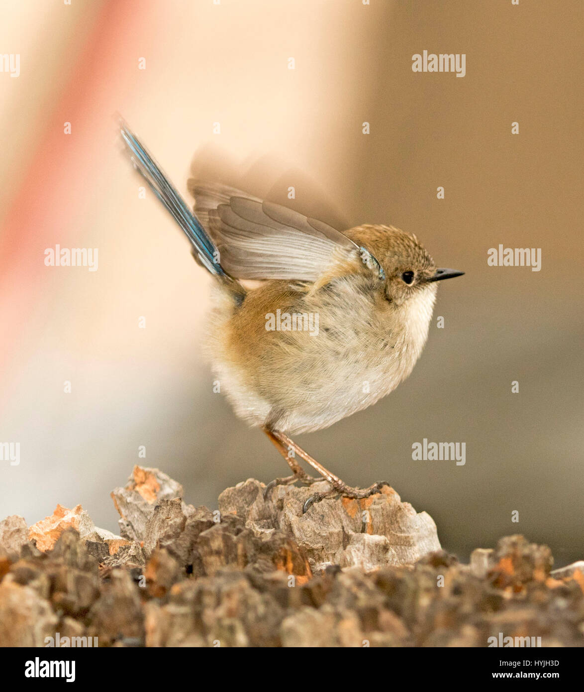 Tiny juvenile male superb fairy wren, Malurus cyaneus in non-breeding ...