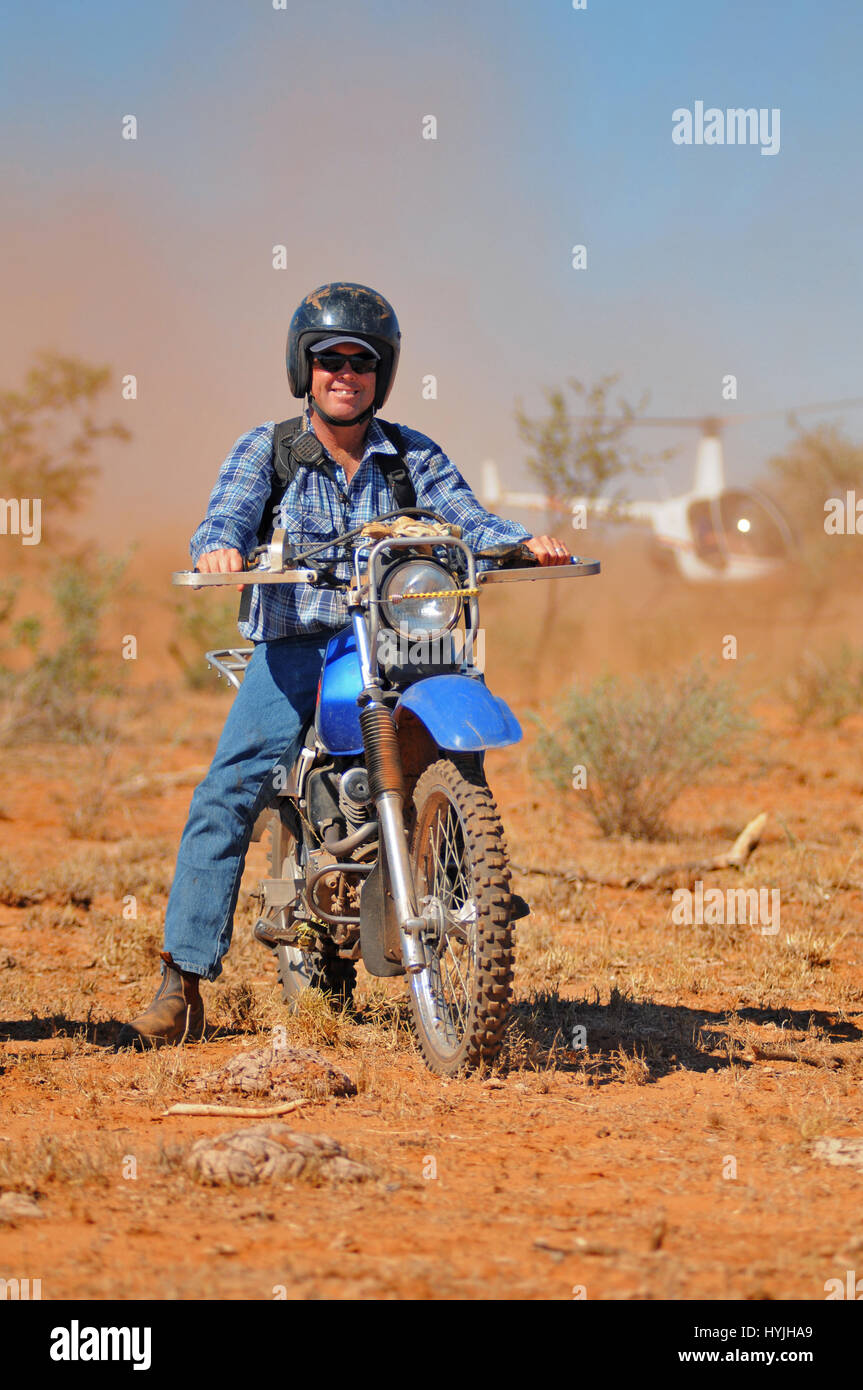Aerial cattle mustering in the outback desert area of Western Australia ...