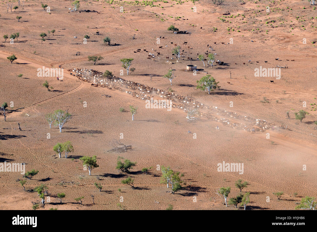 Cattle Mustering Stock Photos & Cattle Mustering Stock Images - Alamy