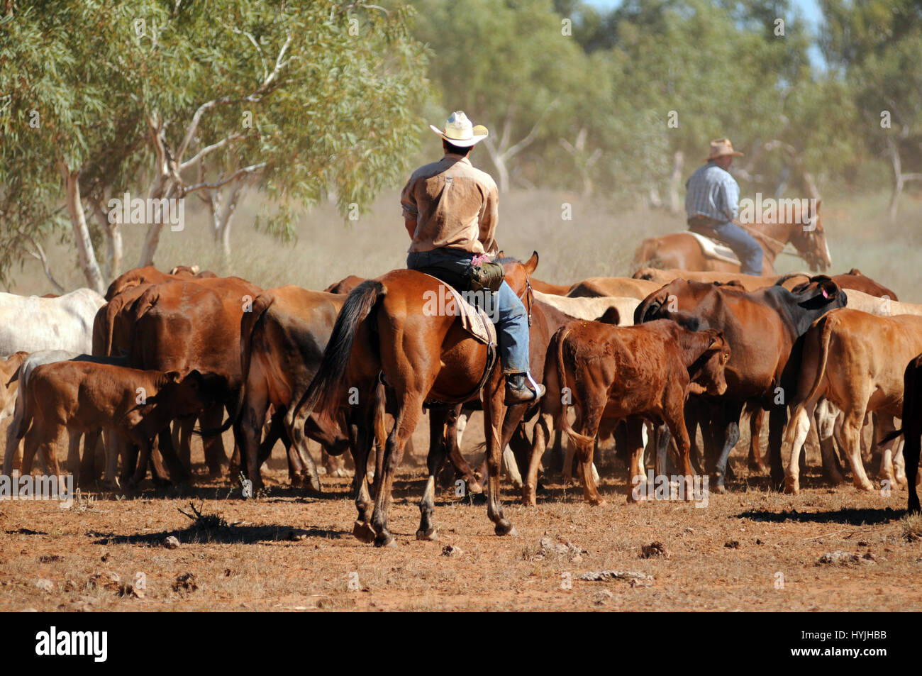 Aerial cattle mustering in the outback desert area of Western Australia ...