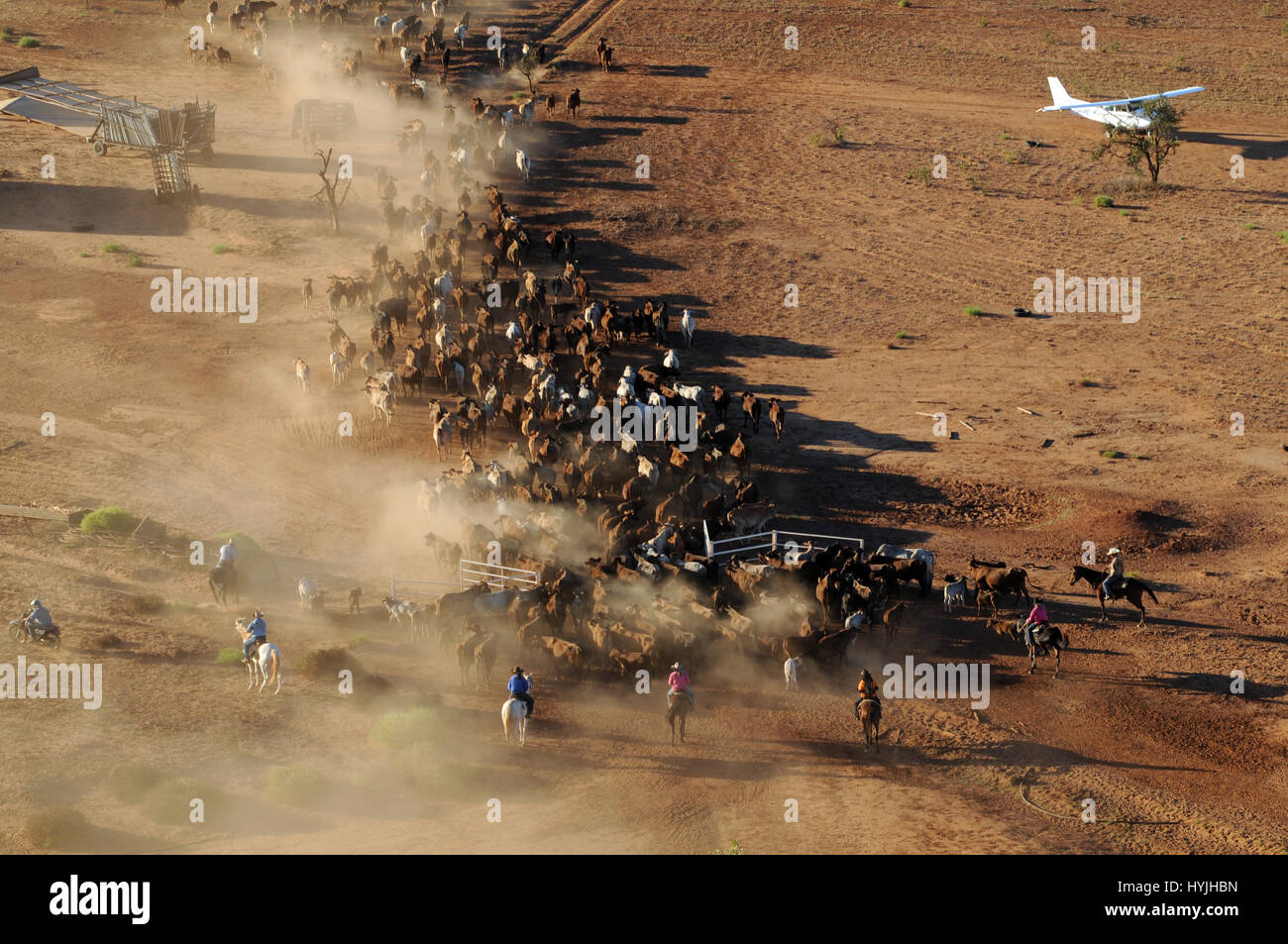 Aerial cattle mustering in the outback desert area of Western Australia ...