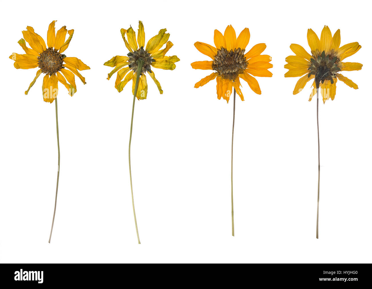 Dried and pressed the spring wild flowers isolated on white background ...