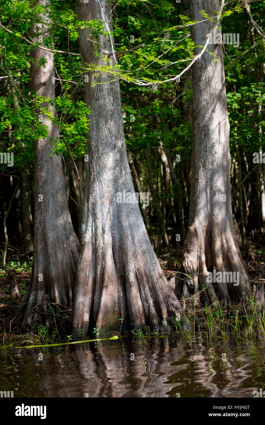 Trees in water hi-res stock photography and images - Alamy
