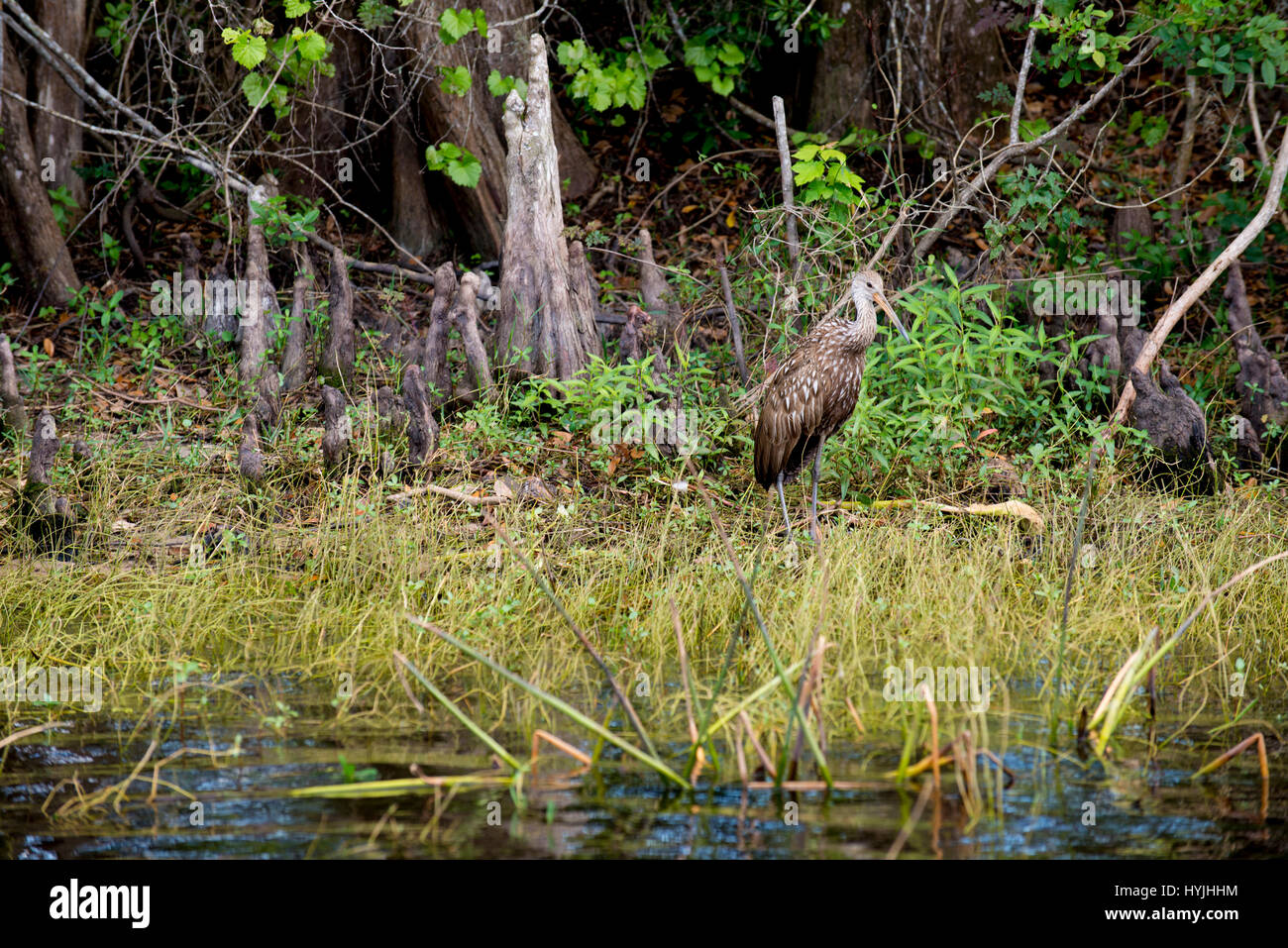 Swamp roots hi-res stock photography and images - Alamy
