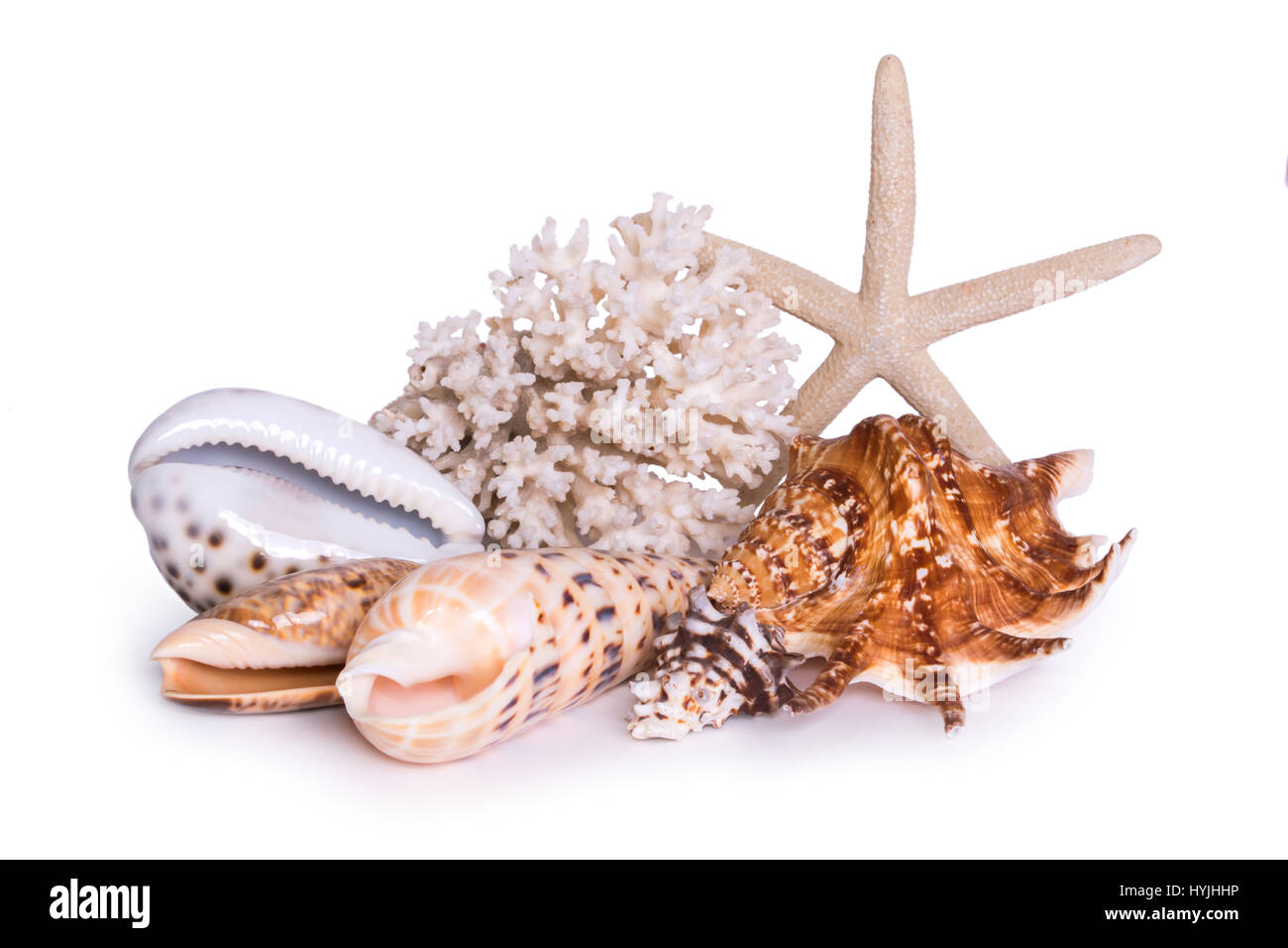 A composition of large sea shells, starfish and corals is isolated on a ...
