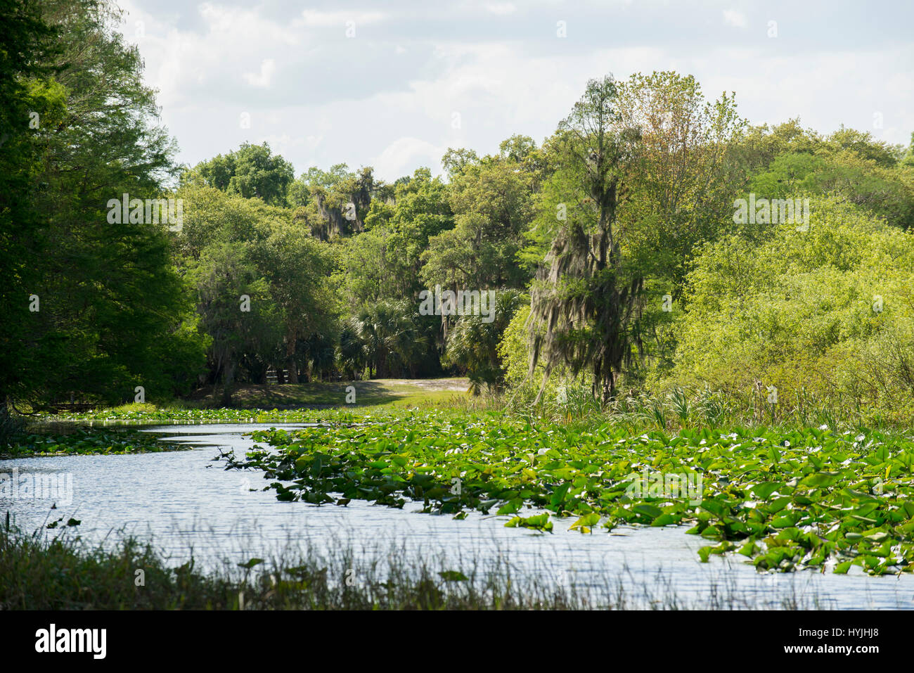 Swamp trees hi-res stock photography and images - Alamy