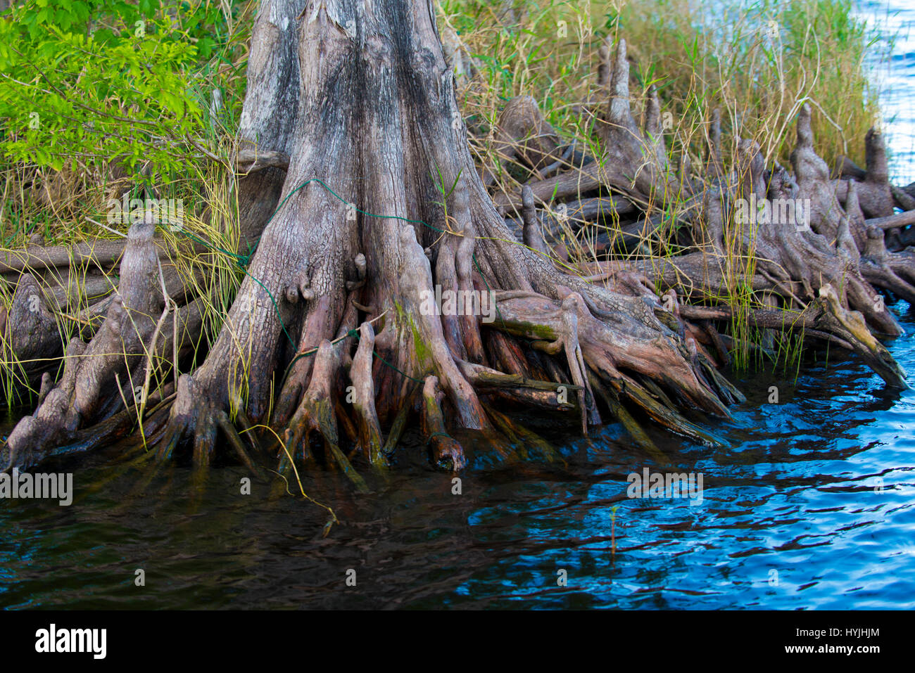 swamp trees in water Stock Photo - Alamy