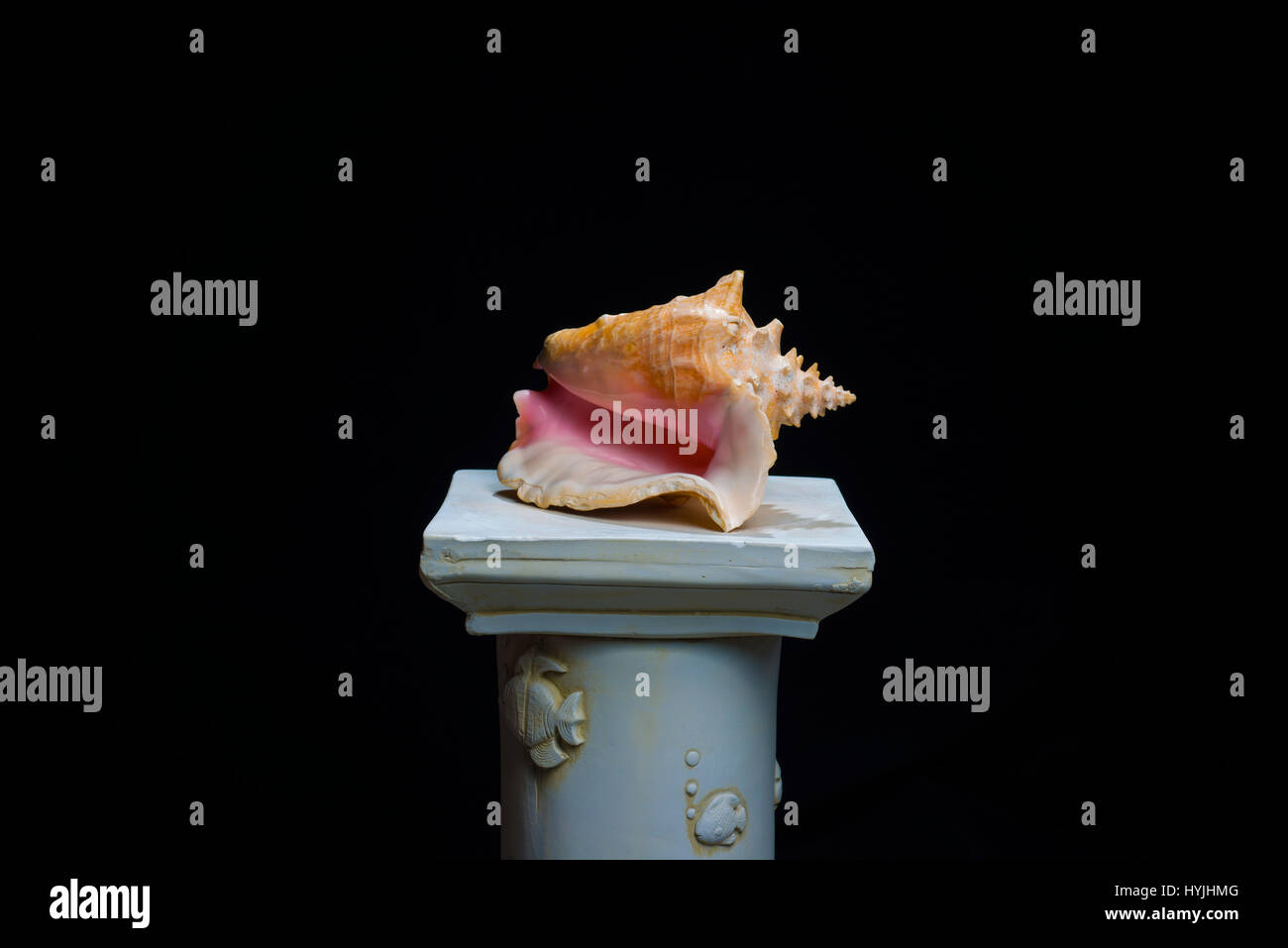 conch shell on black on stand Stock Photo - Alamy