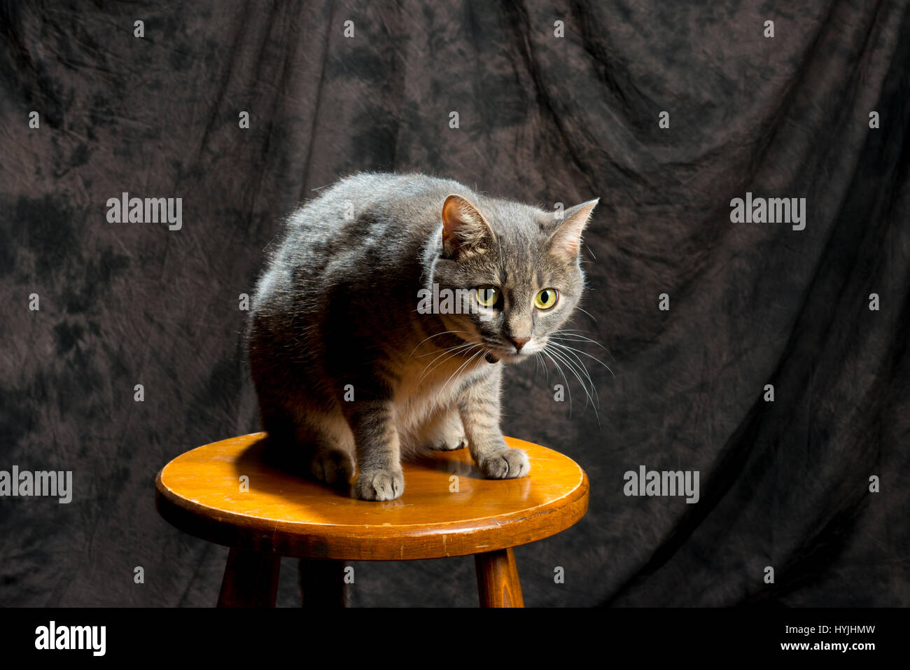 grey cat posing on stool with portrait background looking down Stock ...
