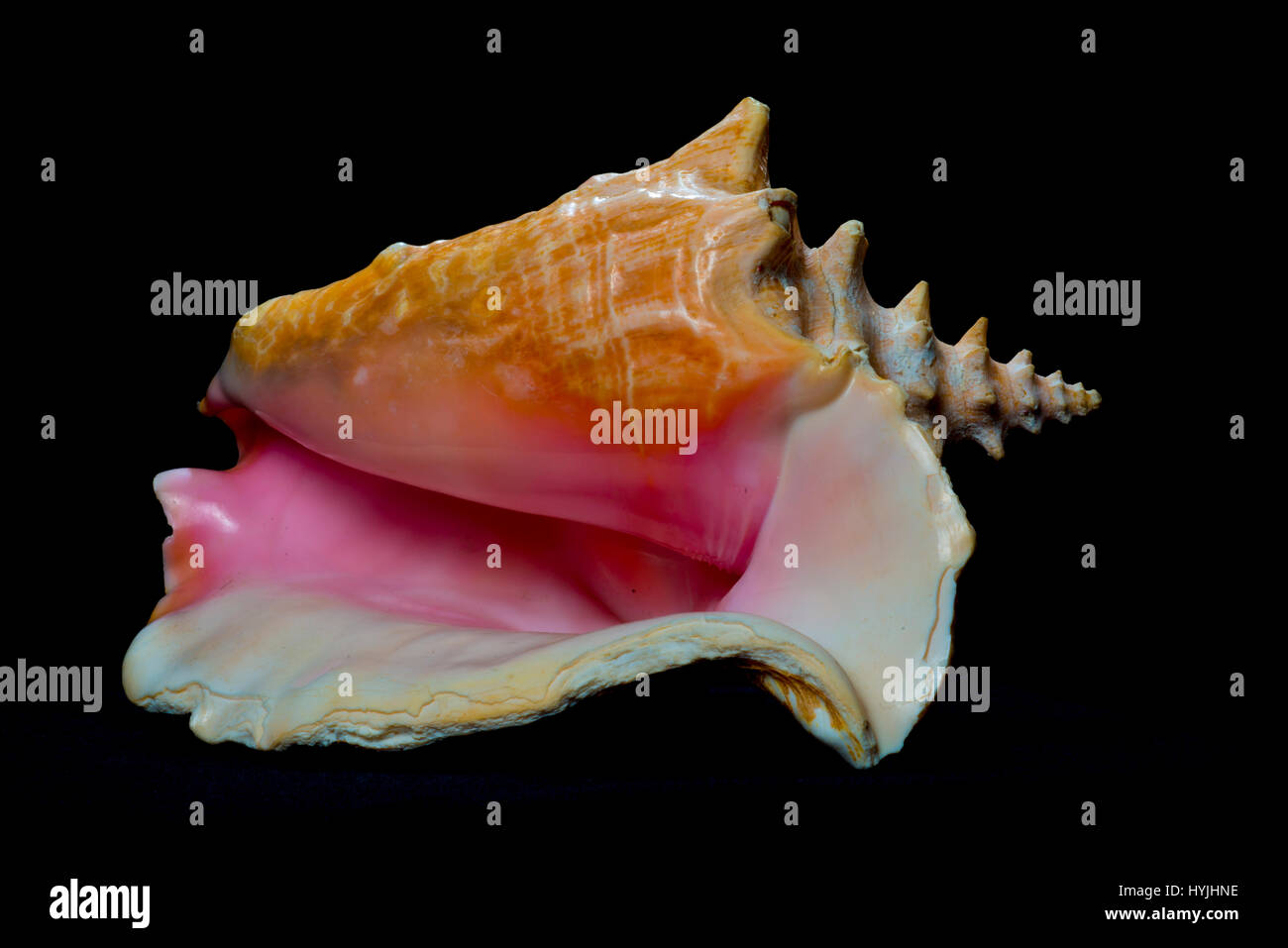 conch shell on black Stock Photo - Alamy