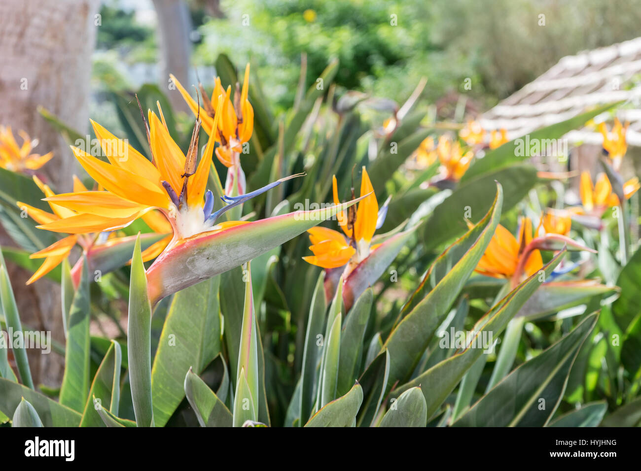 Strelice flowers in the garden Stock Photo - Alamy