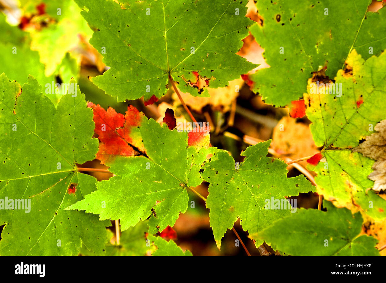 fall leaves on tree close up Stock Photo - Alamy