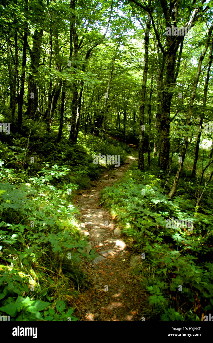 Woods pathway hi-res stock photography and images - Alamy