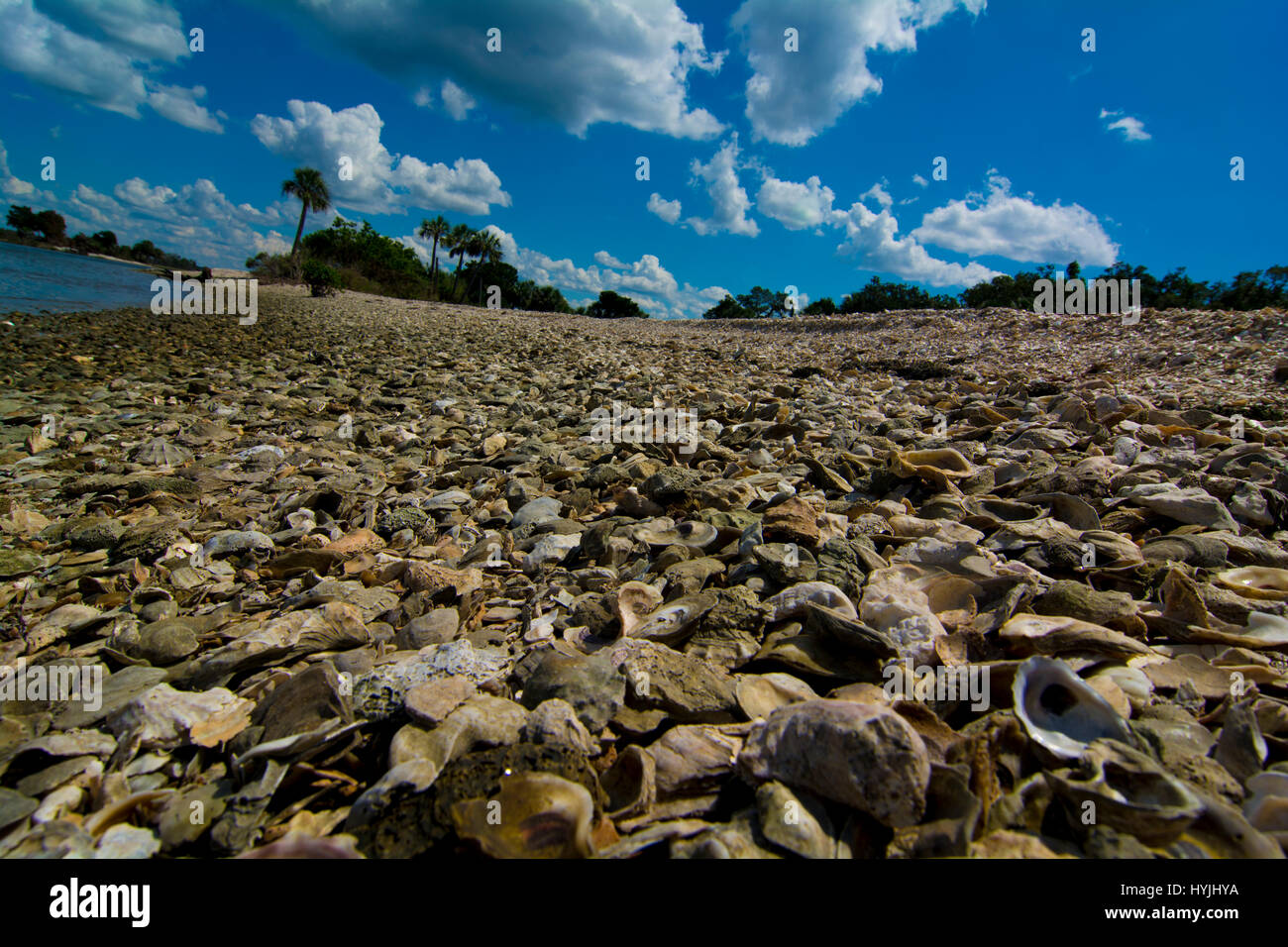 Beach full of shells hi-res stock photography and images - Alamy