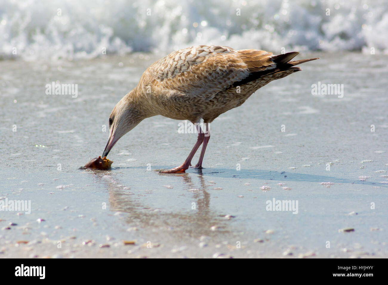 seagull eating at the beach Stock Photo - Alamy