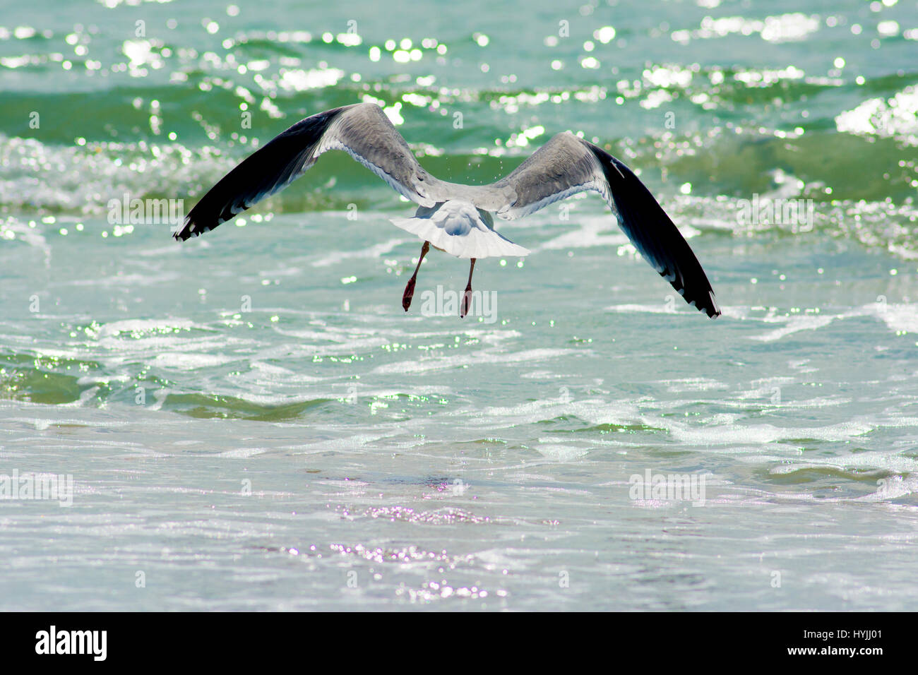 birds at the beach Stock Photo - Alamy