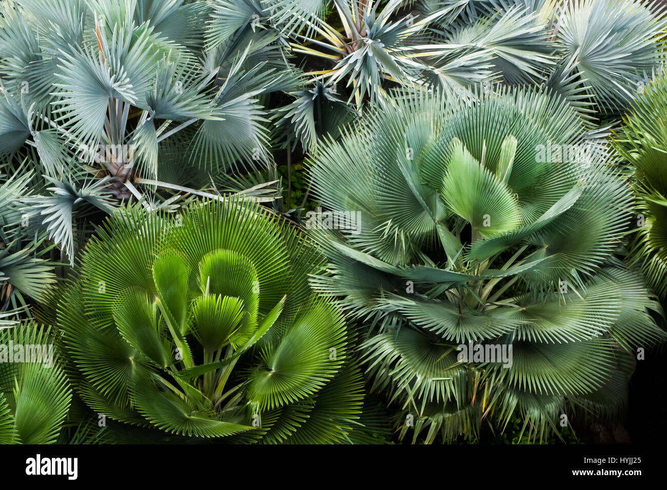Birds eye view of lush, thriving and green fan palm bush flowerbed ...