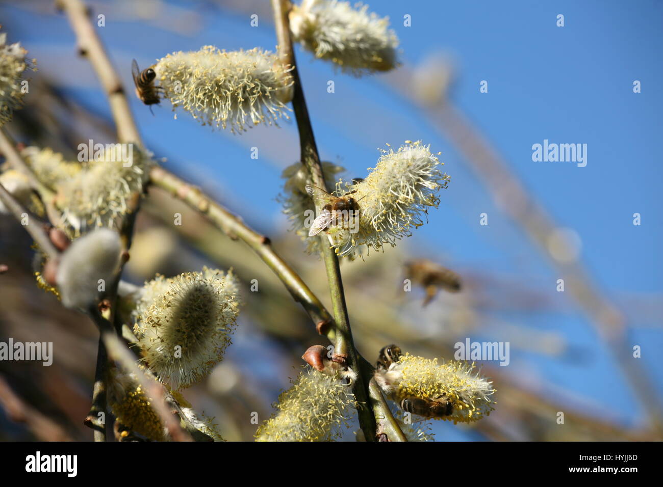 Catkin bee hi-res stock photography and images - Alamy