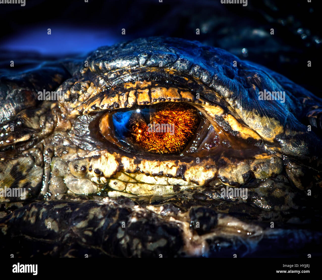 A closeup of an American Alligator in the Florida Everglades with ...