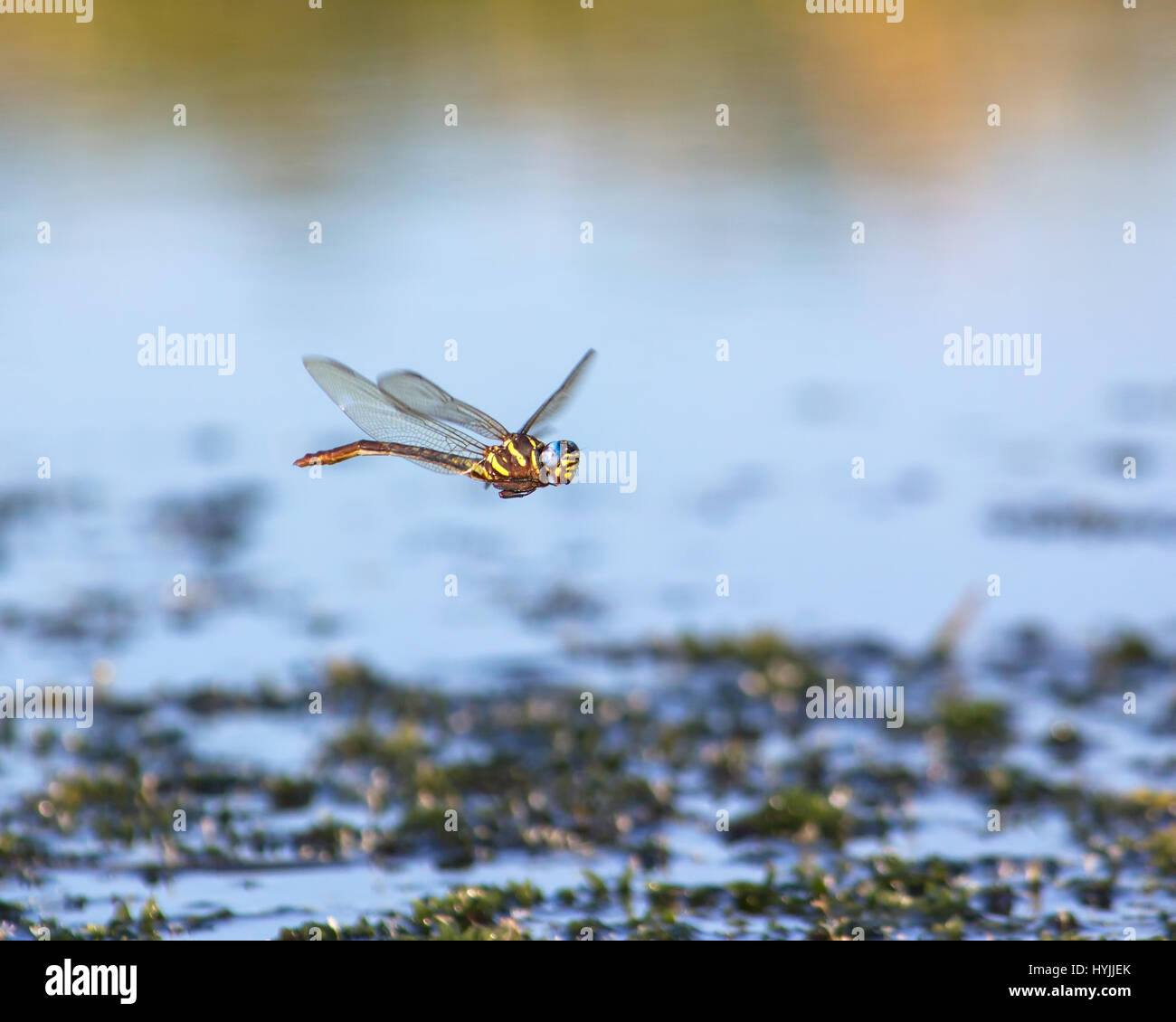 Dragonfly in water High Resolution Stock Photography and Images - Alamy