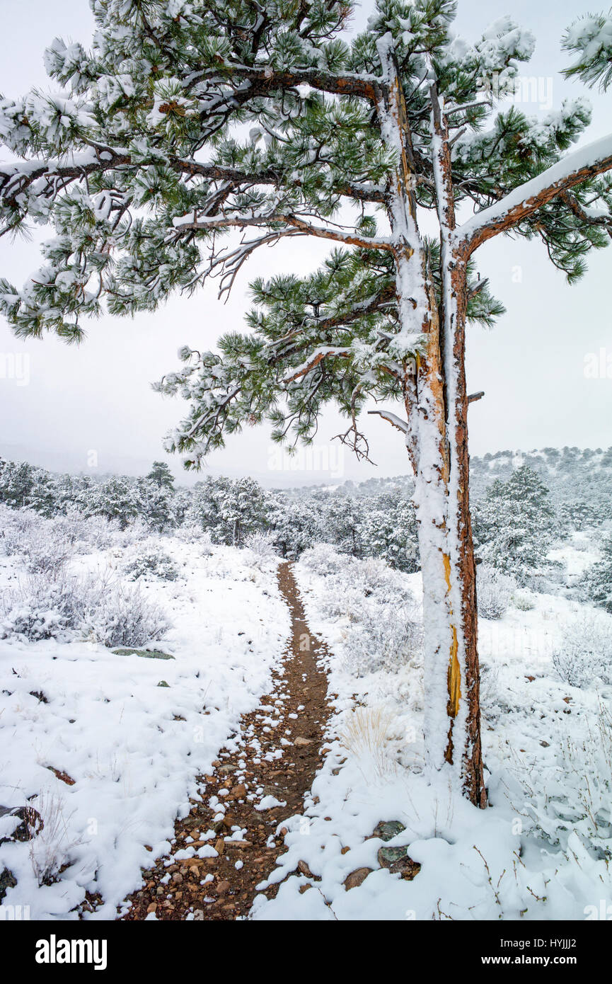 Pinus ponderosa, ponderosa pine, bull pine, blackjack pine, western ...