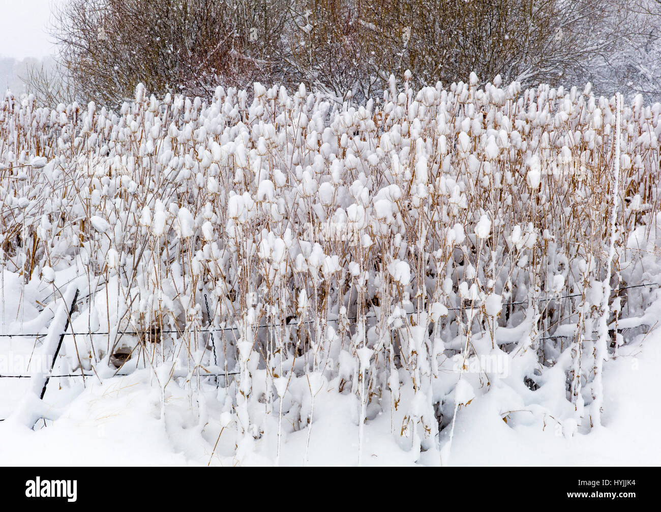 Cattails along the South Arkansas River in fresh April snowstorm ...