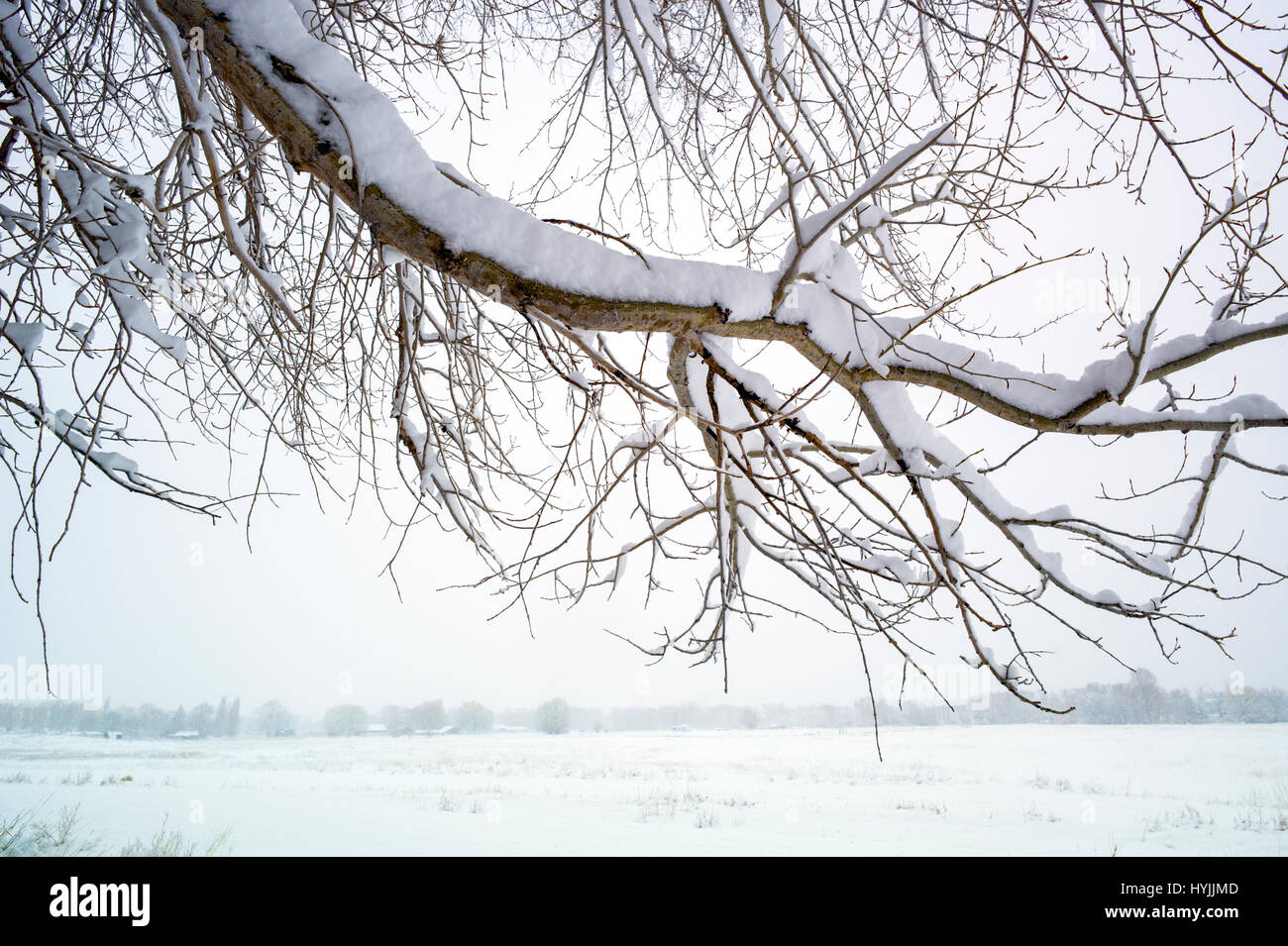 Fremont cottonwood trees in fresh April snowstorm: Vandaveer Ranch ...