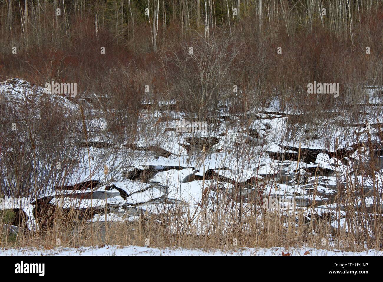 Frozen Swamp After Some Water Receded And The Ice Collapsed Stock Photo ...